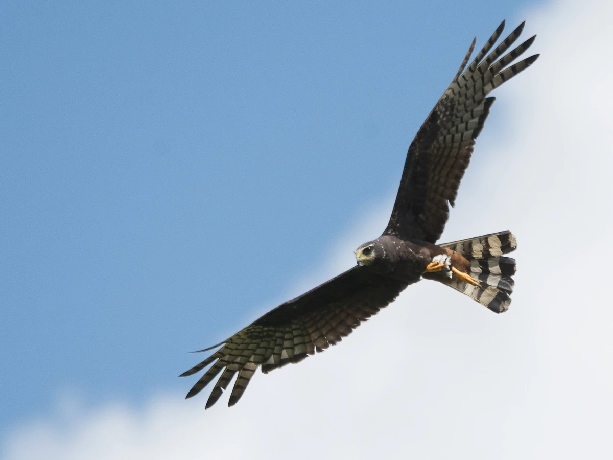 Long-winged Harrier | NatureRules1 Wiki | Fandom