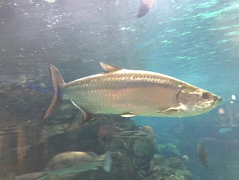 Atlantic Tarpon | NatureRules1 Wiki | Fandom