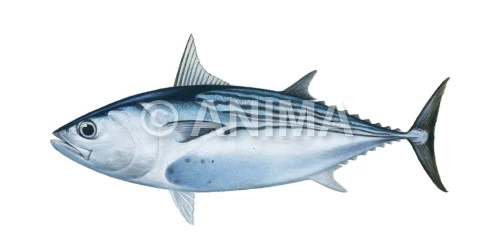 Black Skipjack | NatureRules1 Wiki | Fandom