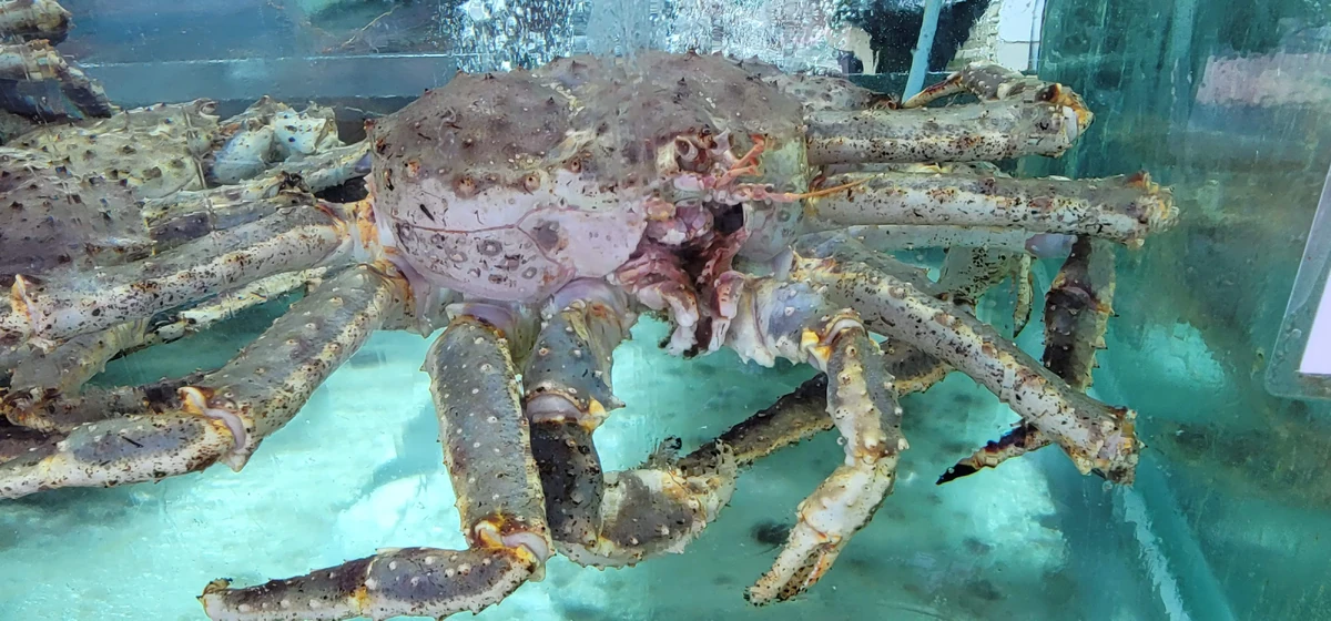 Blue King Crab | NatureRules1 Wiki | Fandom