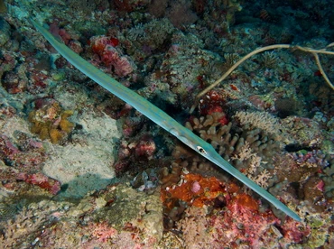 Bluespotted Cornetfish | NatureRules1 Wiki | Fandom