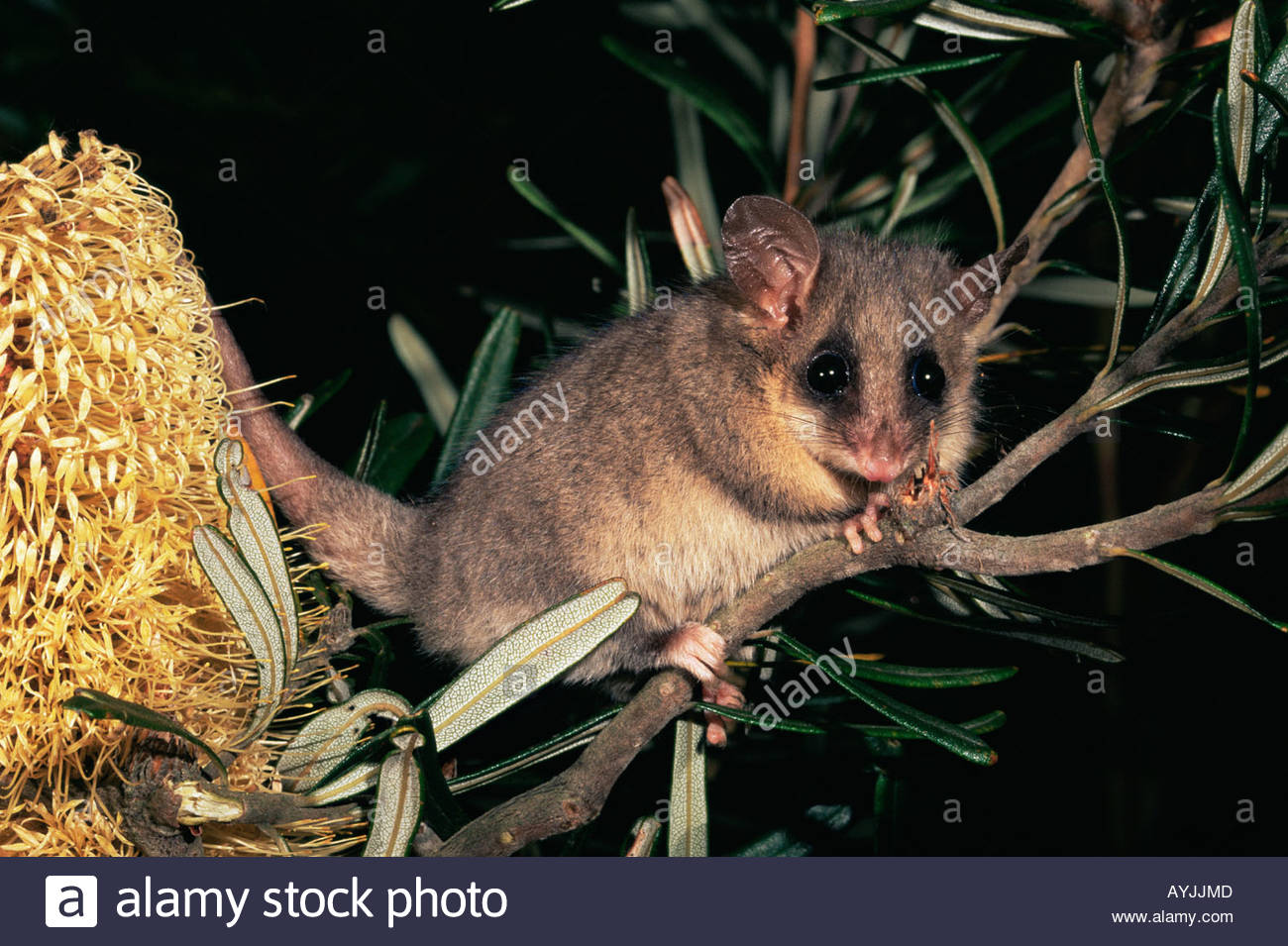 Eastern Pygmy Possum