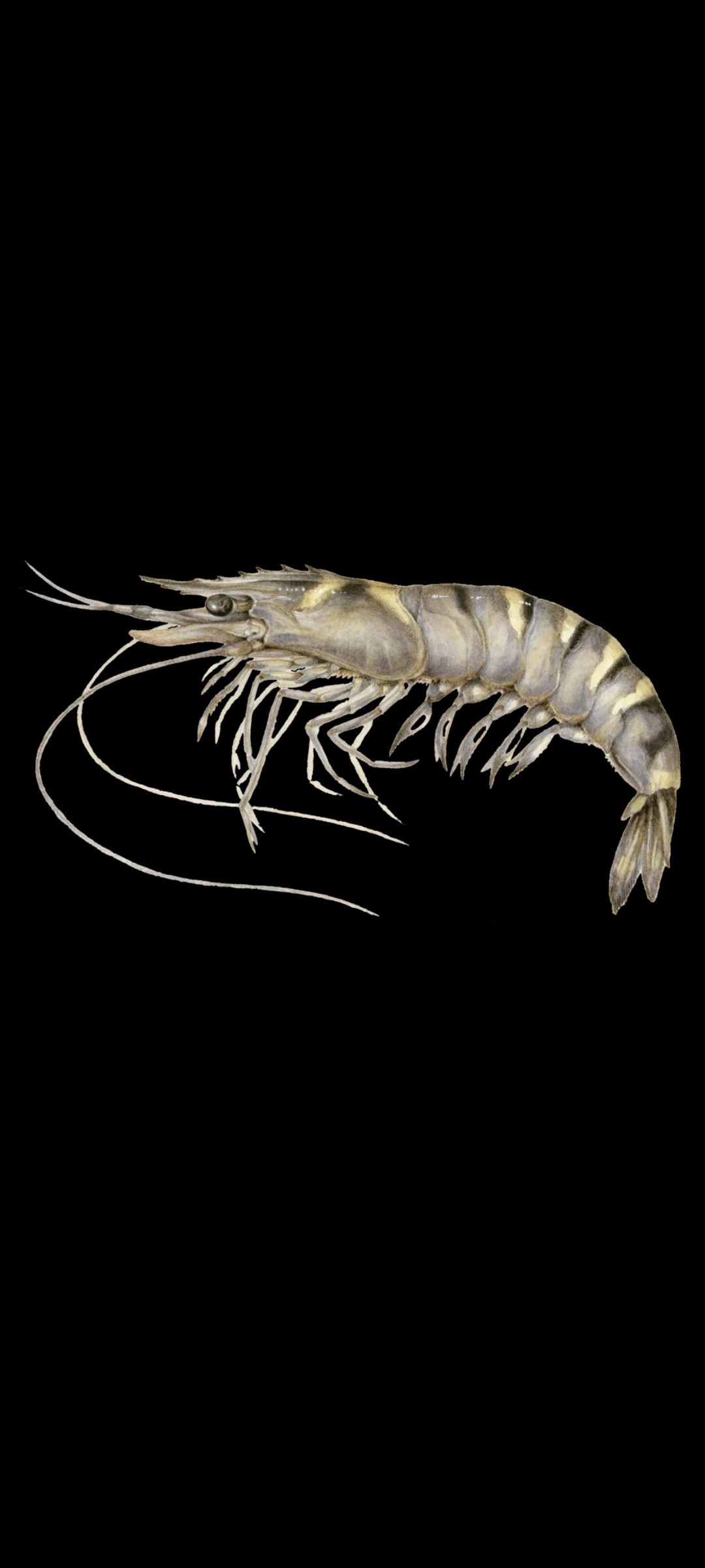 Giant Tiger Prawn | NatureRules1 Wiki | Fandom