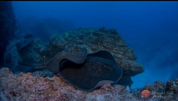 Reef Fish Identification: Tropical Pacific | NatureRules1 Wiki | Fandom