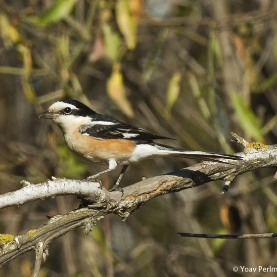 Masked Shrike | NatureRules1 Wiki | Fandom