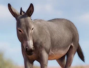 African Wild Ass | NatureRules1 Wiki | Fandom