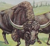Long-horned Bison | NatureRules1 Wiki | Fandom
