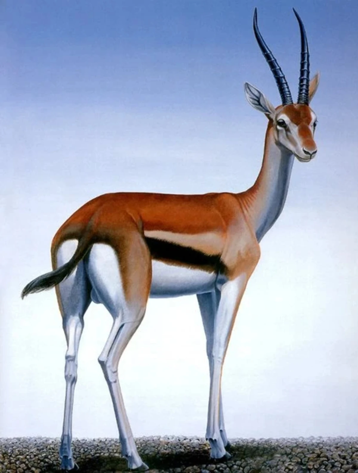 Red Gazelle | NatureRules1 Wiki | Fandom