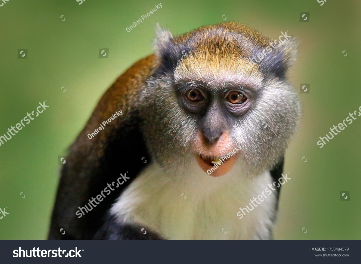 Campbell's Mona Monkey | NatureRules1 Wiki | Fandom