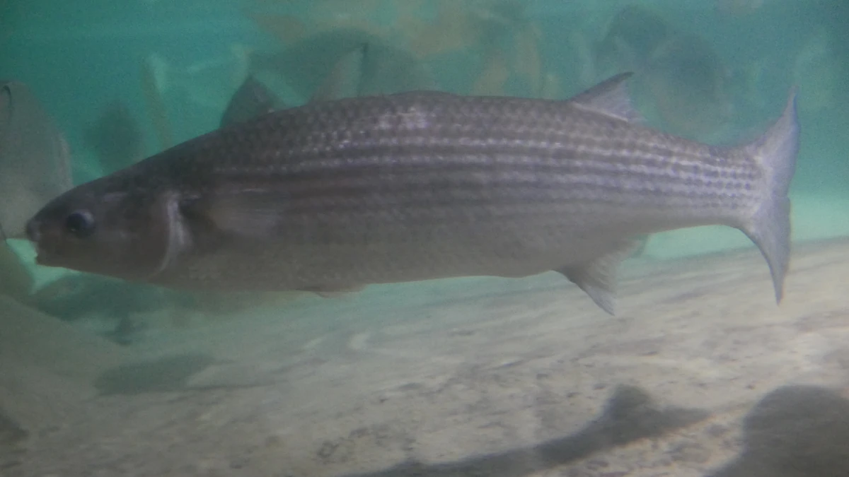 Thicklip Grey Mullet | NatureRules1 Wiki | Fandom