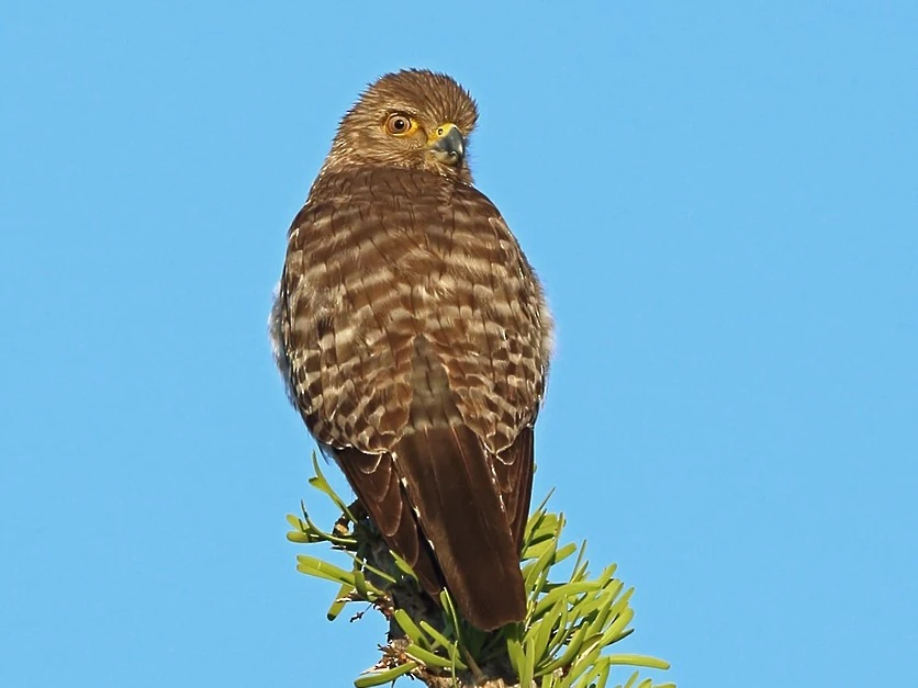 Banded Kestrel | NatureRules1 Wiki | Fandom