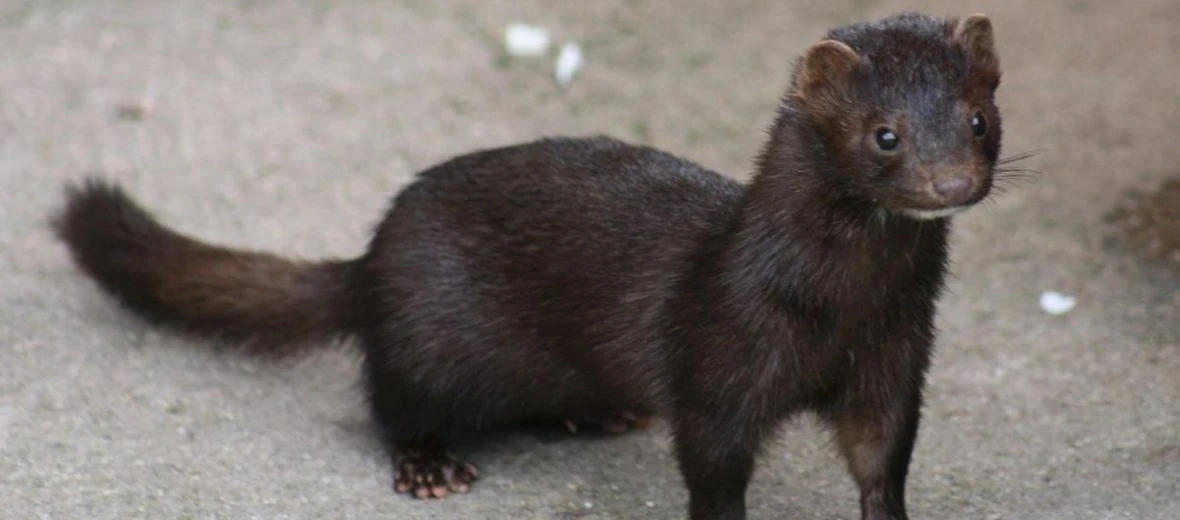 American Mink | NatureRules1 Wiki | Fandom