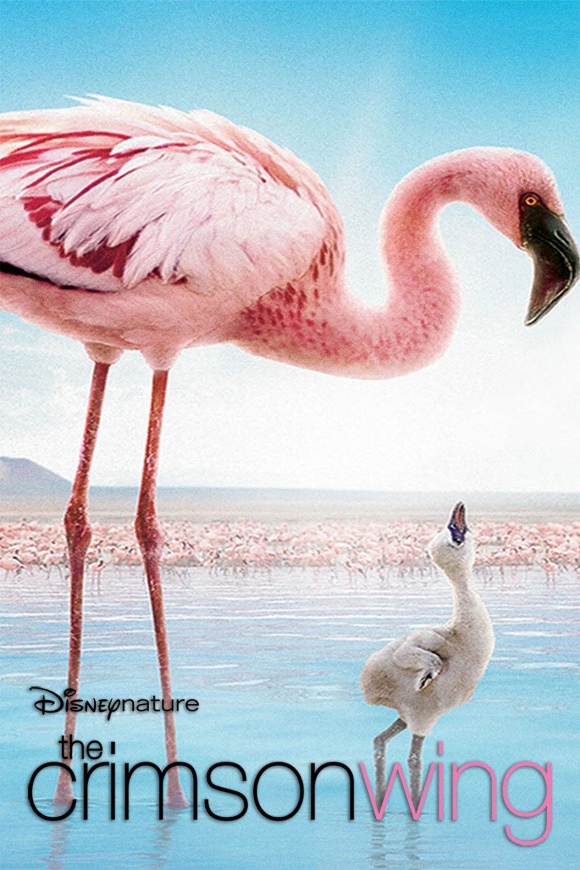 The Crimson Wing: Mystery of Flamingos | NatureRules1 Wiki | Fandom