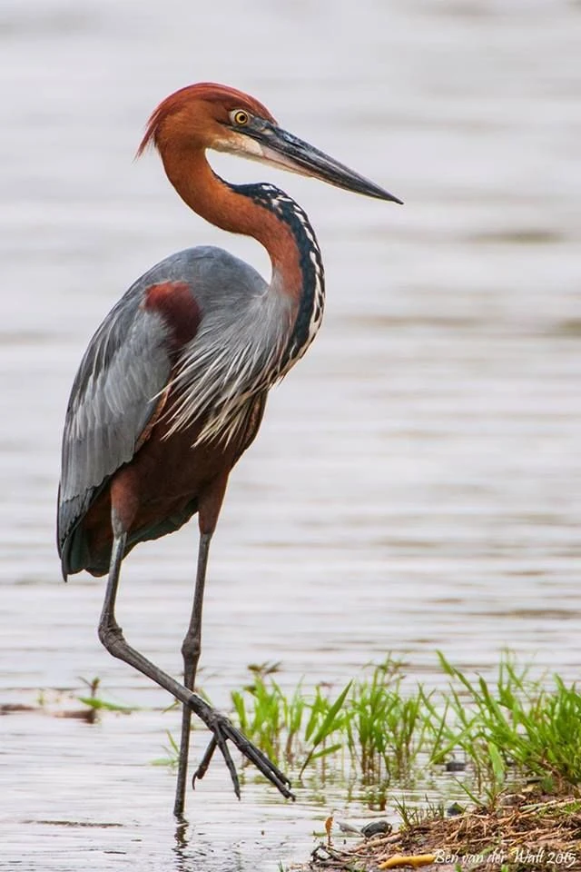 Goliath Heron | NatureRules1 Wiki | Fandom