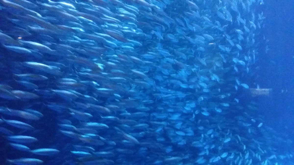 European Pilchard | NatureRules1 Wiki | Fandom
