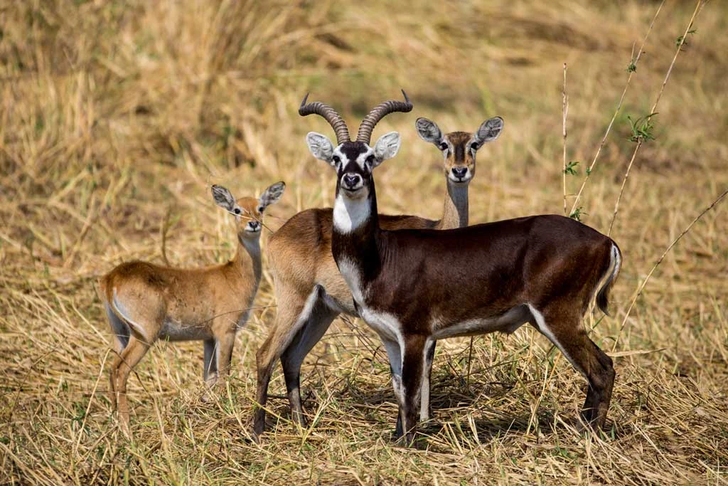 White-eared Kob | NatureRules1 Wiki | Fandom
