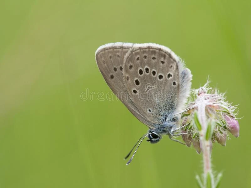 Alcon Blue | NatureRules1 Wiki | Fandom