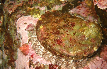 Pinto Abalone | NatureRules1 Wiki | Fandom