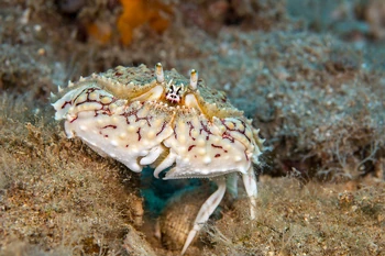 Reef Box Crab | NatureRules1 Wiki | Fandom