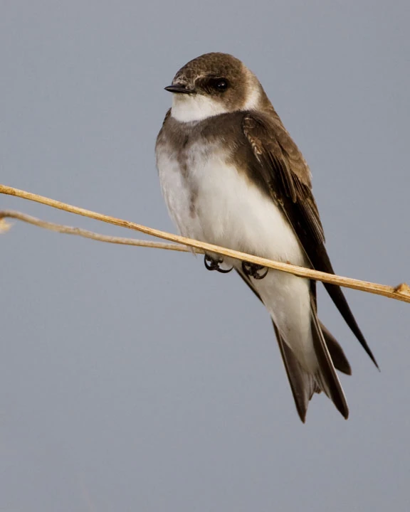 Sand Martin | NatureRules1 Wiki | Fandom