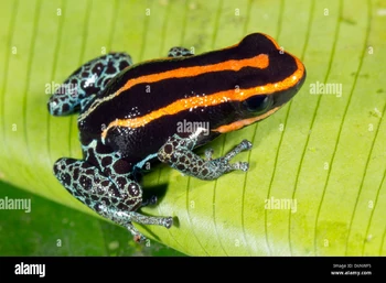 Reticulated Poison Frog | NatureRules1 Wiki | Fandom