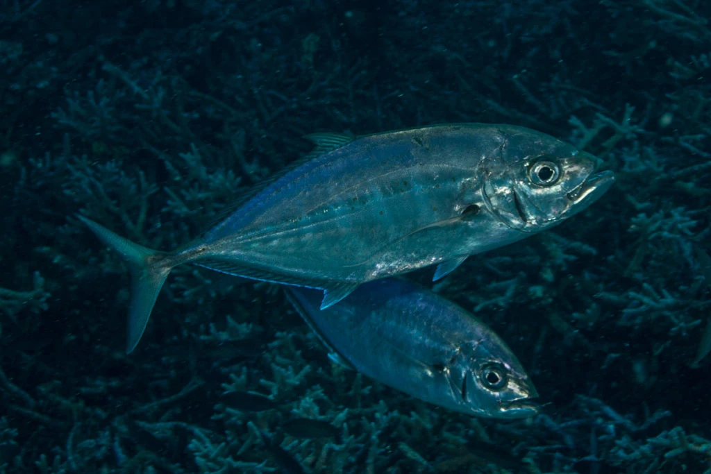 Barcheek Trevally | NatureRules1 Wiki | Fandom