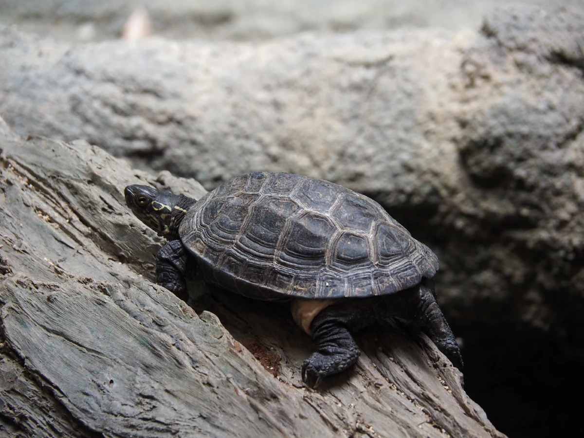 Japanese Pond Turtle | NatureRules1 Wiki | Fandom