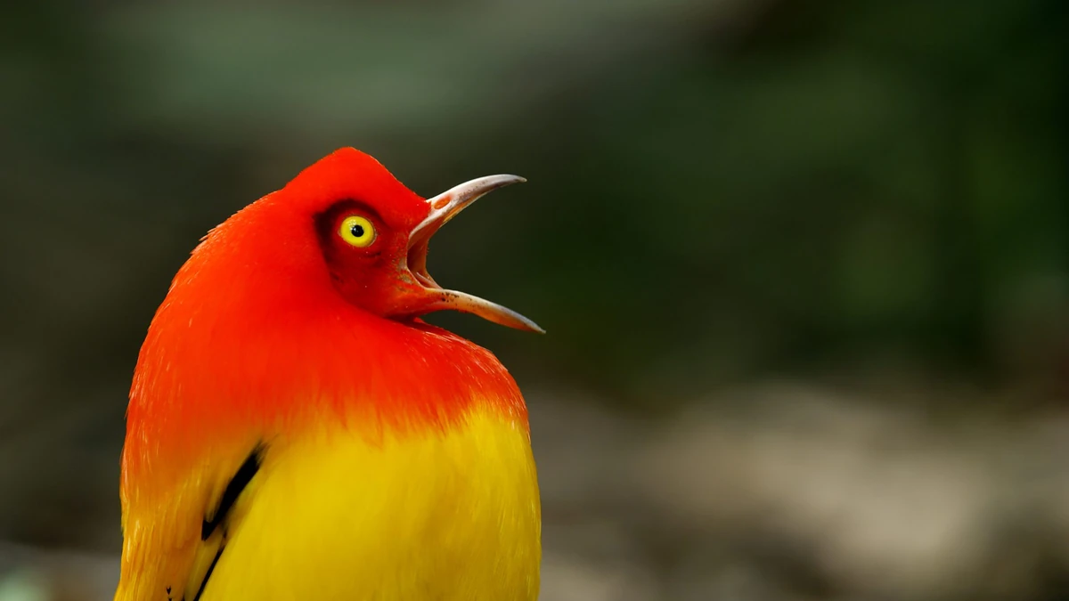 Flame Bowerbird | NatureRules1 Wiki | Fandom