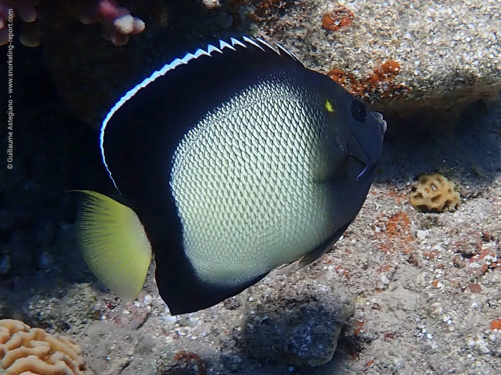 Red Sea Angelfish | NatureRules1 Wiki | Fandom