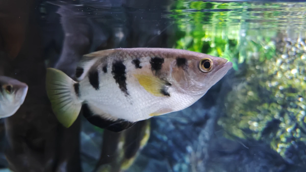Spotted Archerfish | NatureRules1 Wiki | Fandom