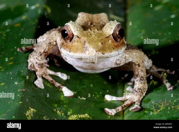 Fiji Tree Frog | NatureRules1 Wiki | Fandom