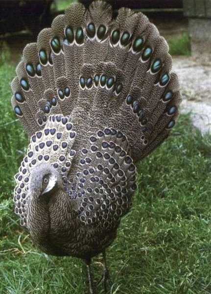 Grey Peacock-pheasant | NatureRules1 Wiki | Fandom