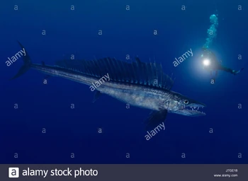 Long-Snouted Lancetfish | NatureRules1 Wiki | Fandom