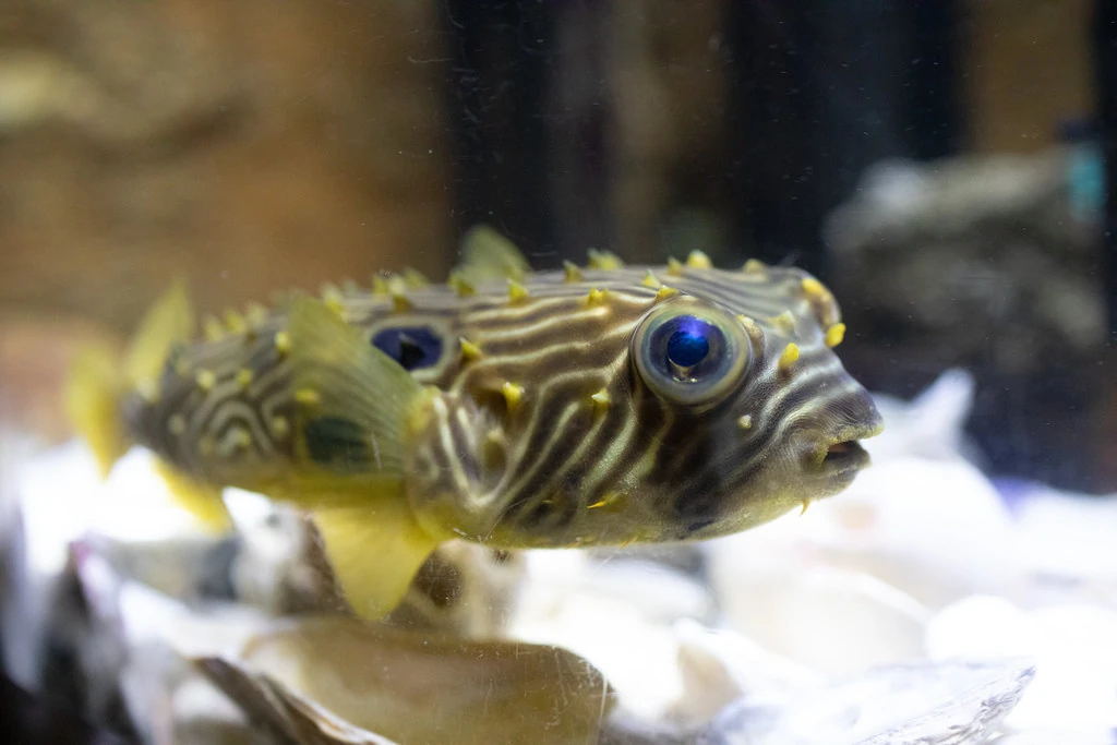Striped Burrfish | NatureRules1 Wiki | Fandom