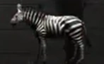 Plains Zebra | NatureRules1 Wiki | Fandom