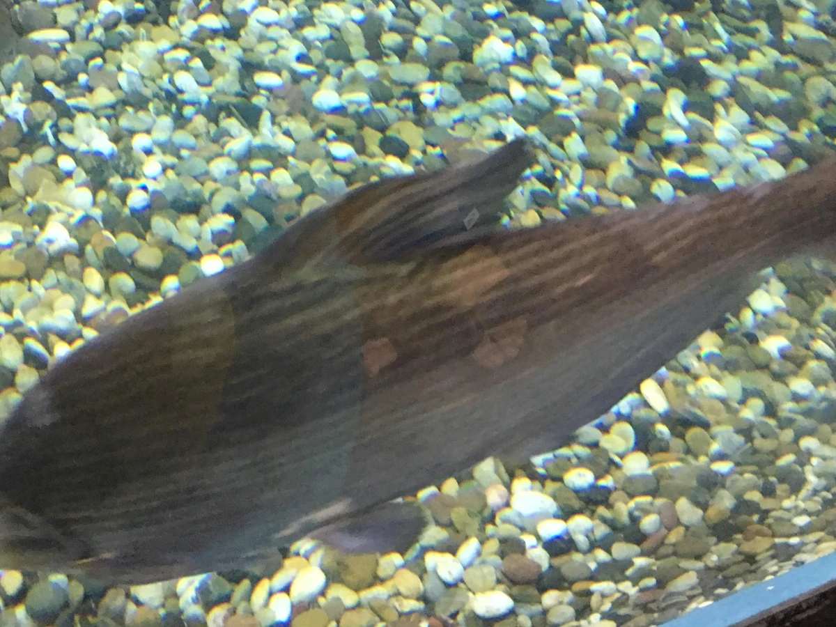 Wuchang Bream | NatureRules1 Wiki | Fandom