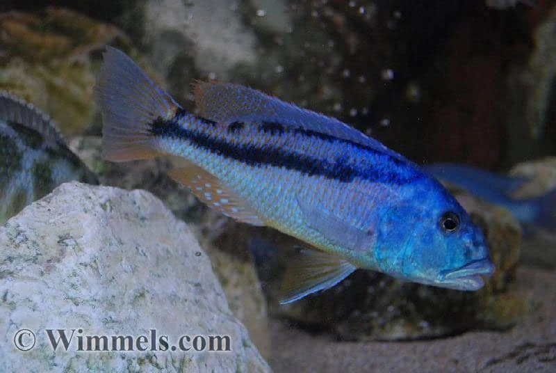 Aristochromis Christyi | NatureRules1 Wiki | Fandom