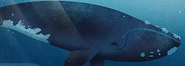North Pacific Right Whale | NatureRules1 Wiki | Fandom