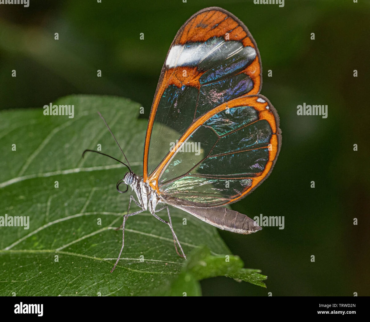 Glasswing Butterfly | NatureRules1 Wiki | Fandom