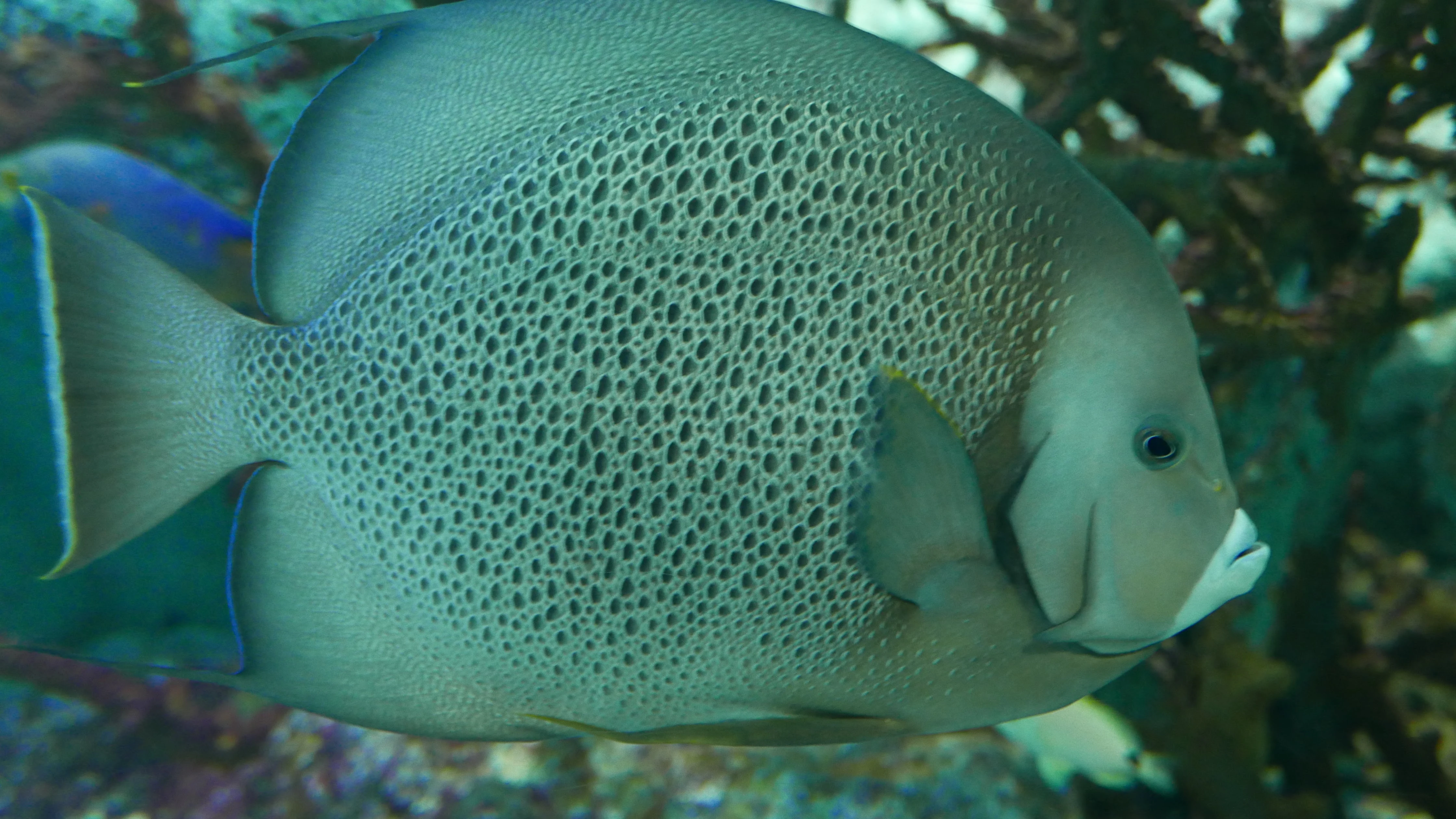 Grey Angelfish