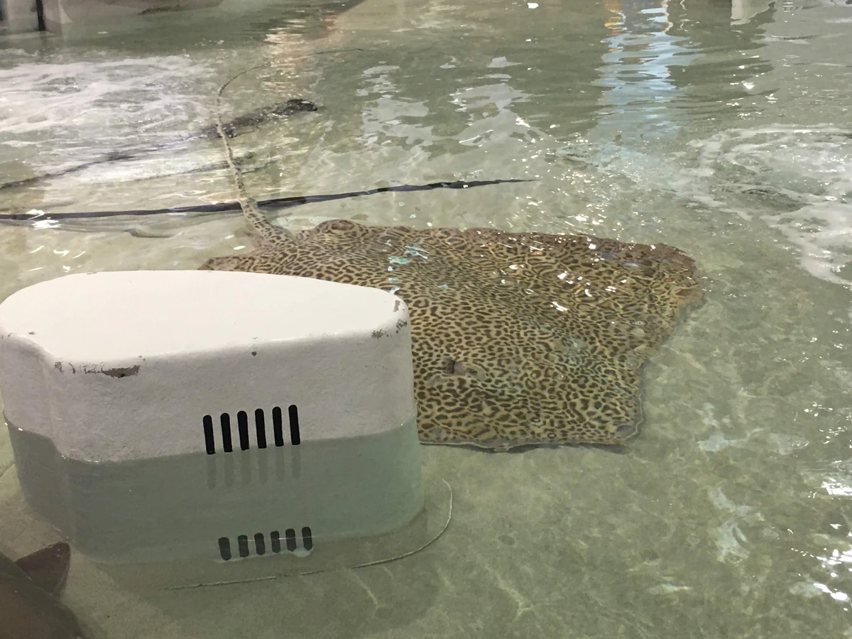 Honeycomb Whipray | NatureRules1 Wiki | Fandom