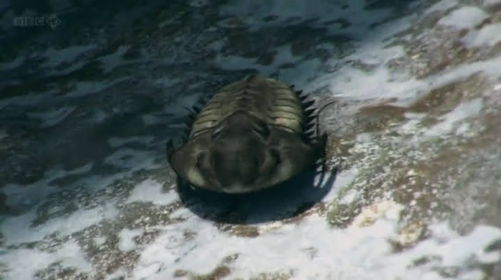 Hydrocephalus | NatureRules1 Wiki | Fandom