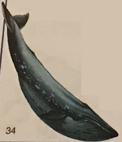 Blue Whale/Books | NatureRules1 Wiki | Fandom