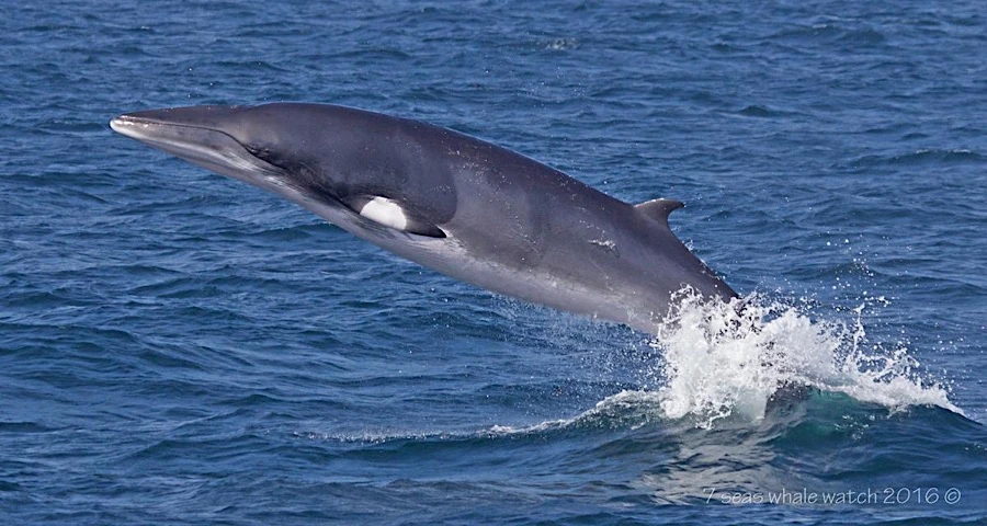 Common Minke Whale | NatureRules1 Wiki | Fandom