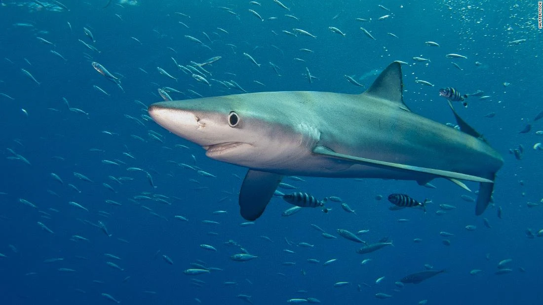 Blue Shark | NatureRules1 Wiki | Fandom