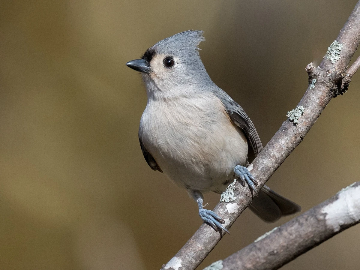 Tufted Titmouse | NatureRules1 Wiki | Fandom