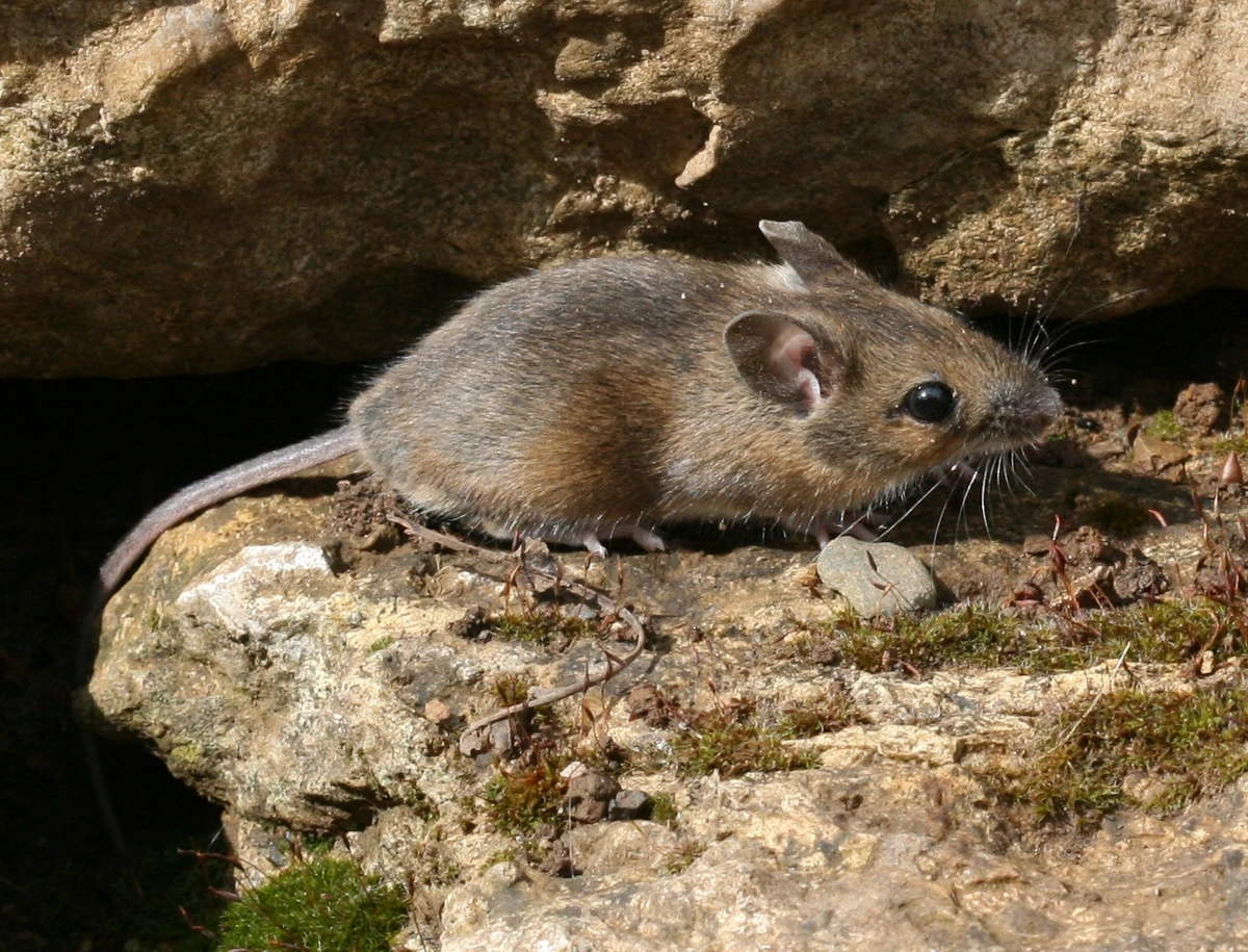 Wood Mouse | NatureRules1 Wiki | Fandom