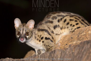 Servaline Genet