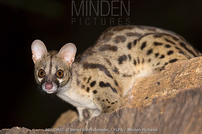 Rusty-spotted Genet | NatureRules1 Wiki | Fandom