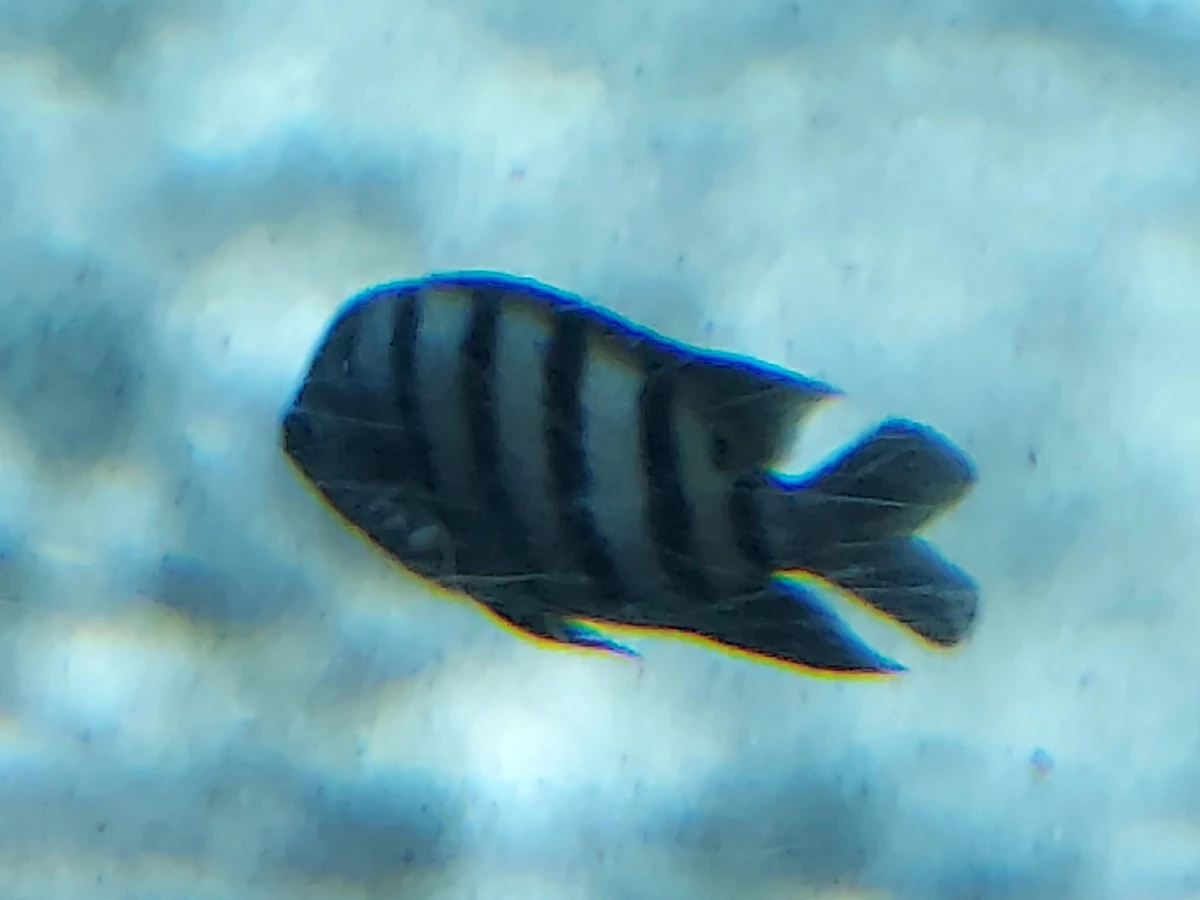 Banded Sergeant | NatureRules1 Wiki | Fandom